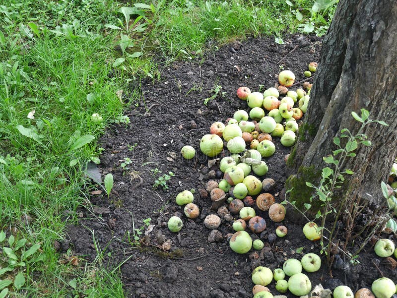 Many Ripe Apples Lie Under the Apple Tree on the Ground. a Tree Trunk ...