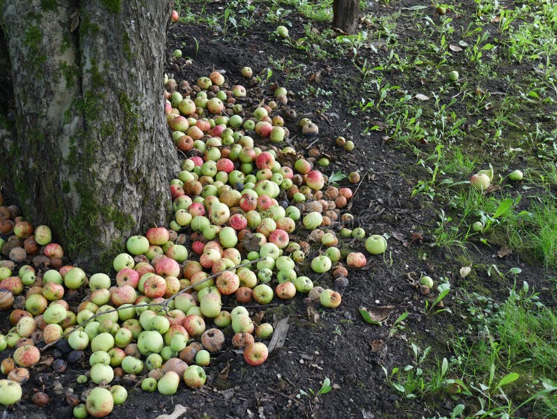 Many Ripe Apples Lie Under the Apple Tree on the Ground. a Tree Trunk ...