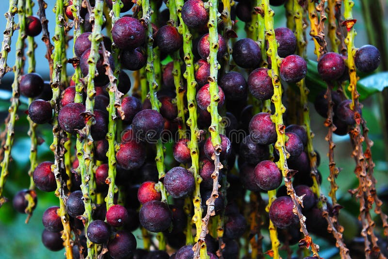 Many Ripe Palm Fruit Hang on Palm Tree Stock Photo - Image of flora ...