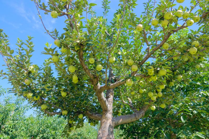Autumn pear orchard stock photo. Image of pear, plant - 158291920