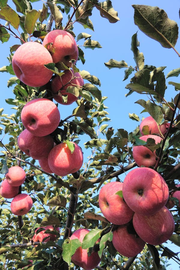 Fuji apples stock image. Image of close, plant, orchard - 102979681