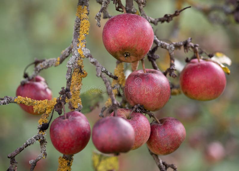 Many Ripe Red Apples on a Tree Branch Stock Photo - Image of leaf ...