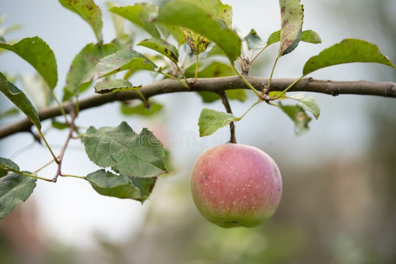 Many Ripe Red Apples on a Tree Branch Stock Image - Image of organic, gardening: 363991981