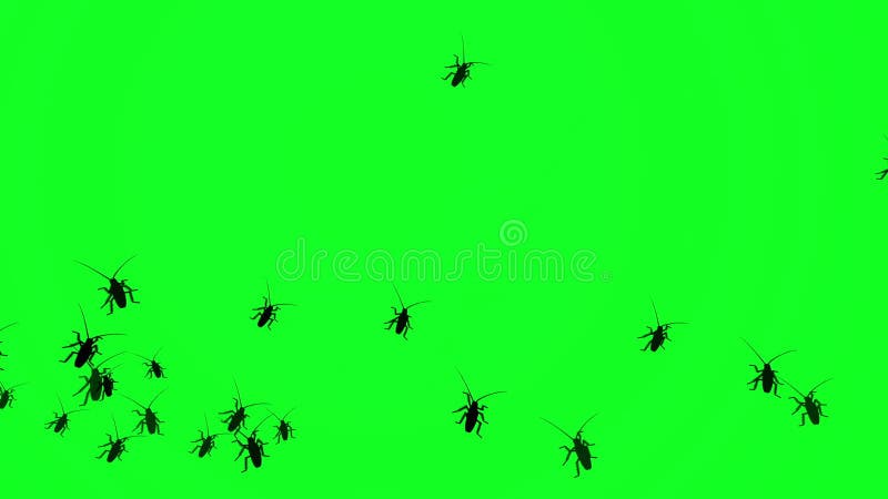 Many Roaches Beetle Insects on Green Screen Stock Footage - Video of ...