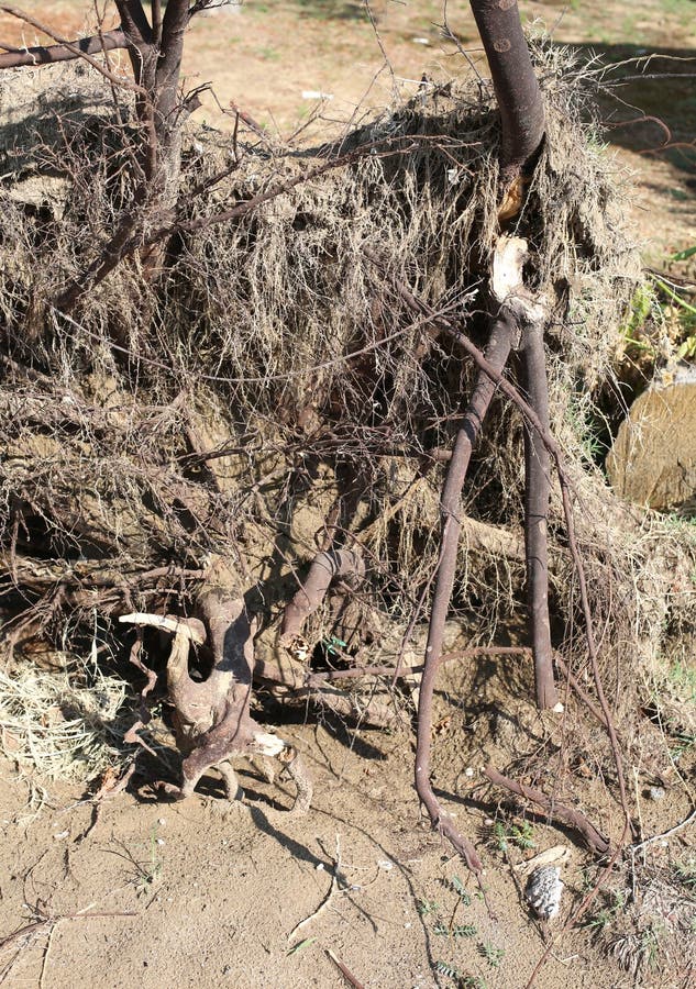 Roots of uprooted tree stock image. Image of soil, woods - 21789143