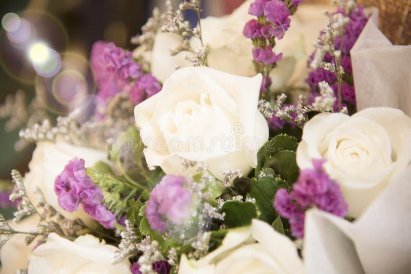 Many Roses are Arranged in Rows. Stock Photo - Image of collection ...