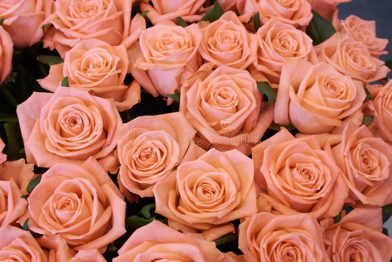 Many roses stock photo. Image of botanical, freshness - 59586290