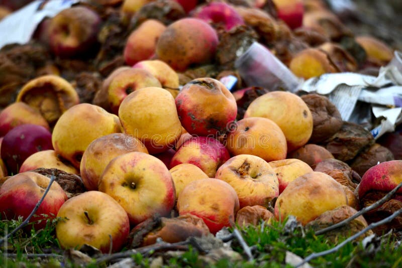 Many Rotten Apples on the Ground Stock Photo - Image of damaged ...