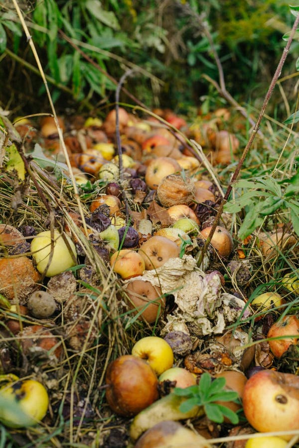 Many Rotten Apples are Piled on the Grass Stock Photo - Image of ...