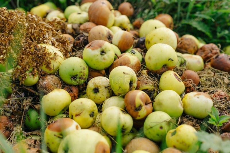 Many Rotten Apples are Piled on the Grass Stock Photo - Image of ...