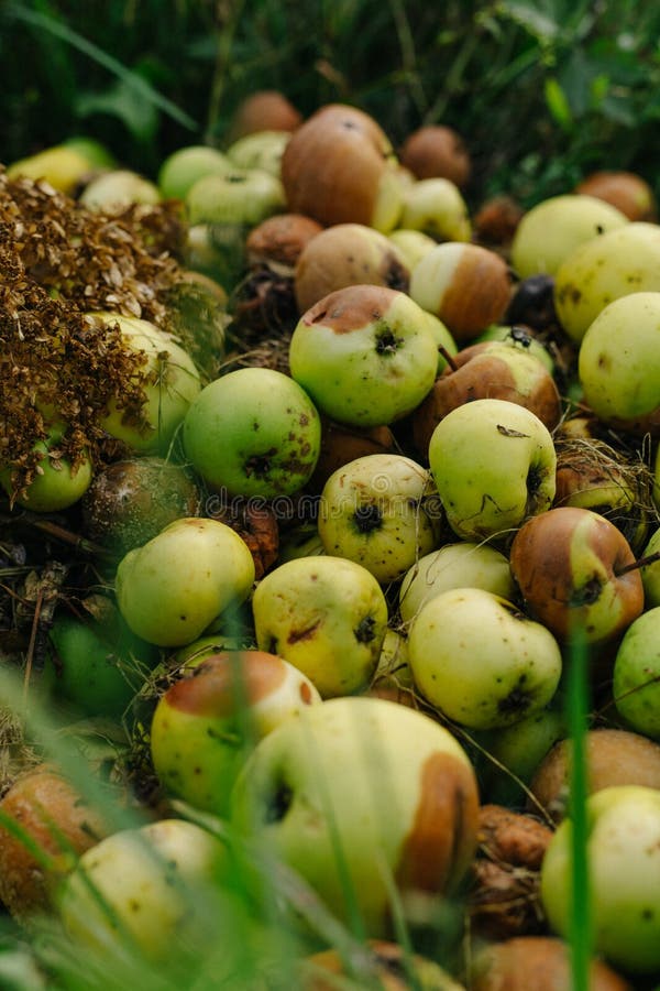 Many Rotten Apples are Piled on the Grass Stock Photo - Image of fall ...