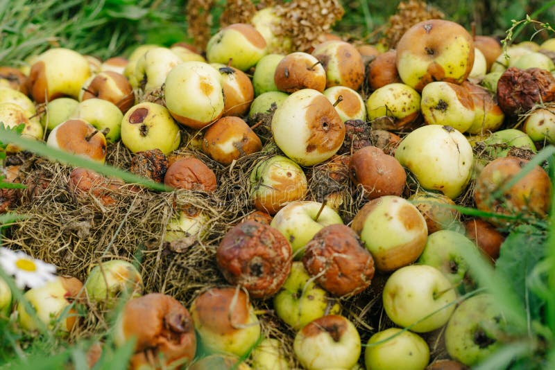 Many Rotten Apples are Piled on the Grass Stock Photo - Image of ...