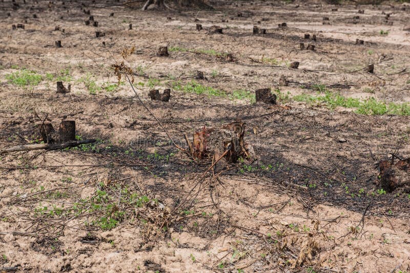 Many Row Old Tree Stumps Caused by Deforestation and Burn Stock Photo ...