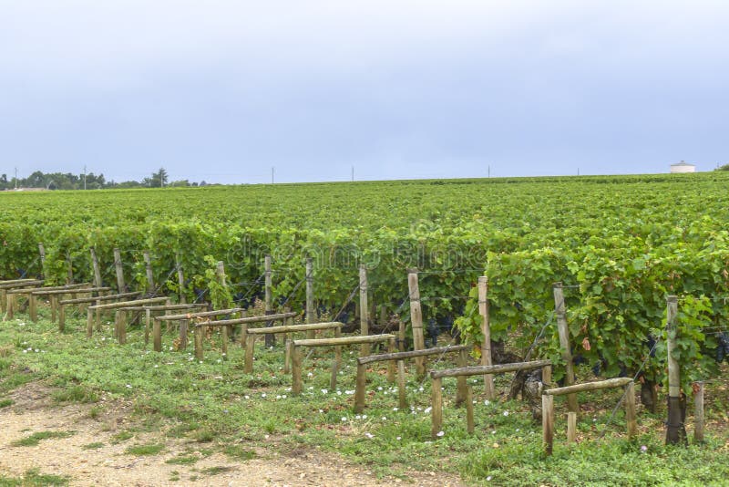 Many Rows Vineyard Grape View Landscape Stock Photo - Image of wine ...