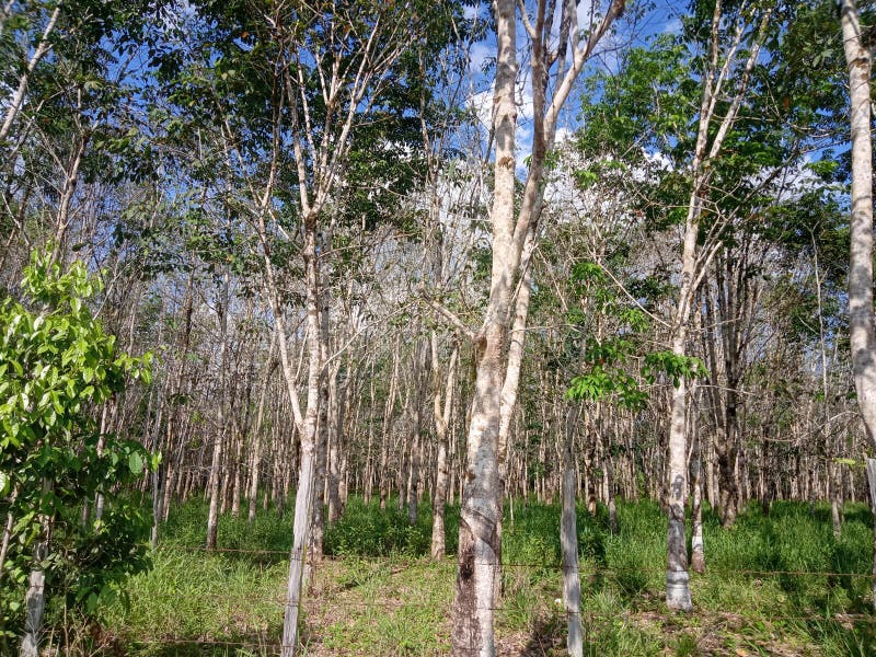 Many rubber green tree stock image. Image of rubber - 267402777