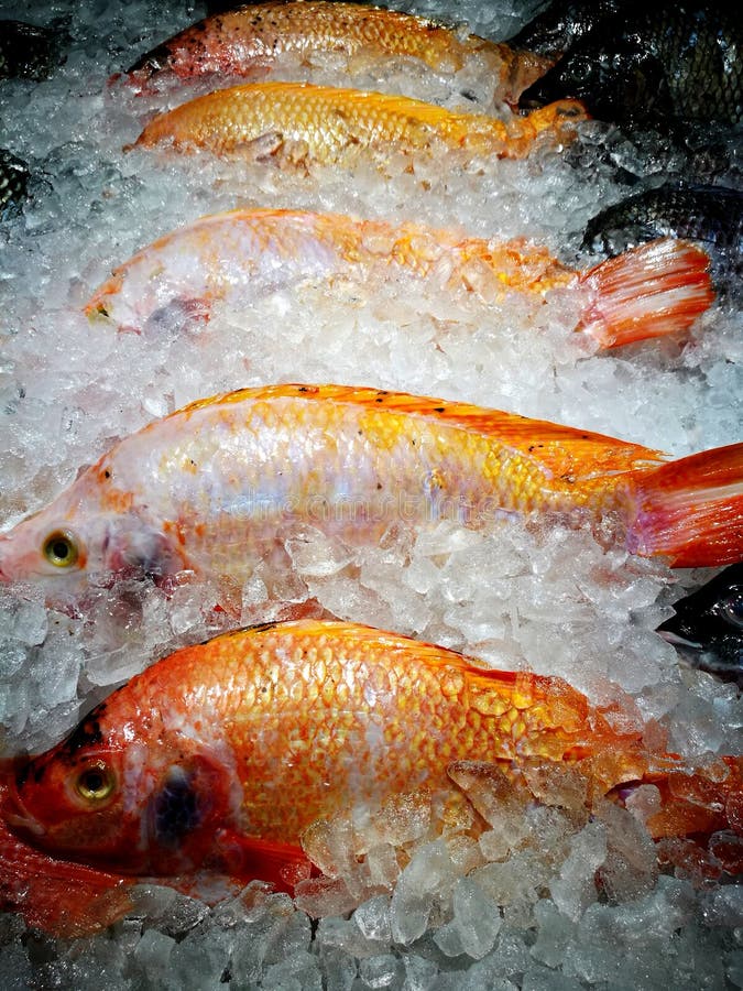Many Ruby Fish Ice Stock Photos - Free & Royalty-Free Stock Photos from ...