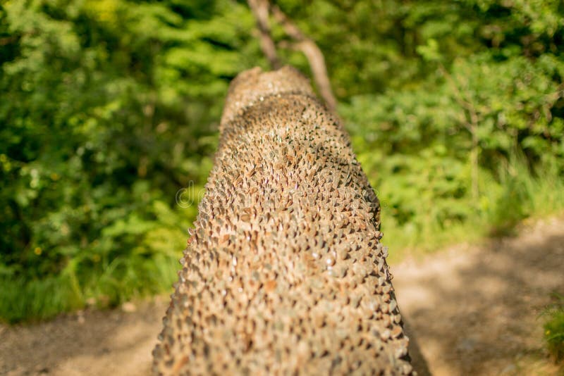 Many Rusty Coins Hammered into a Log Stock Photo - Image of lake, trunk ...
