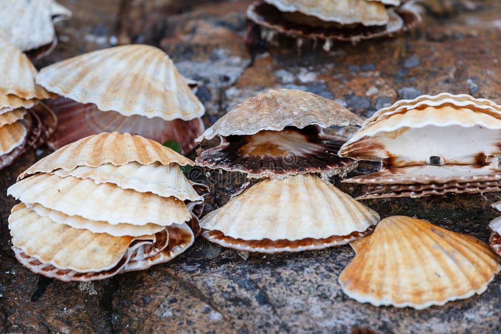 Many Scallop Shells Lying on Rocks Stock Photo - Image of natural ...