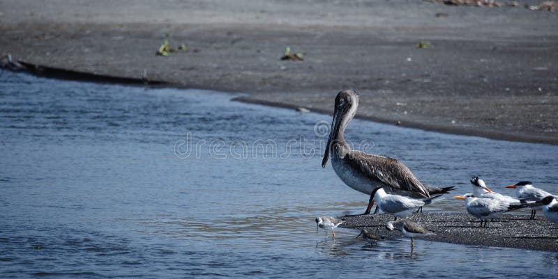 Many Sea Birds by the Water Feeding on Fish Stock Photo - Image of ...