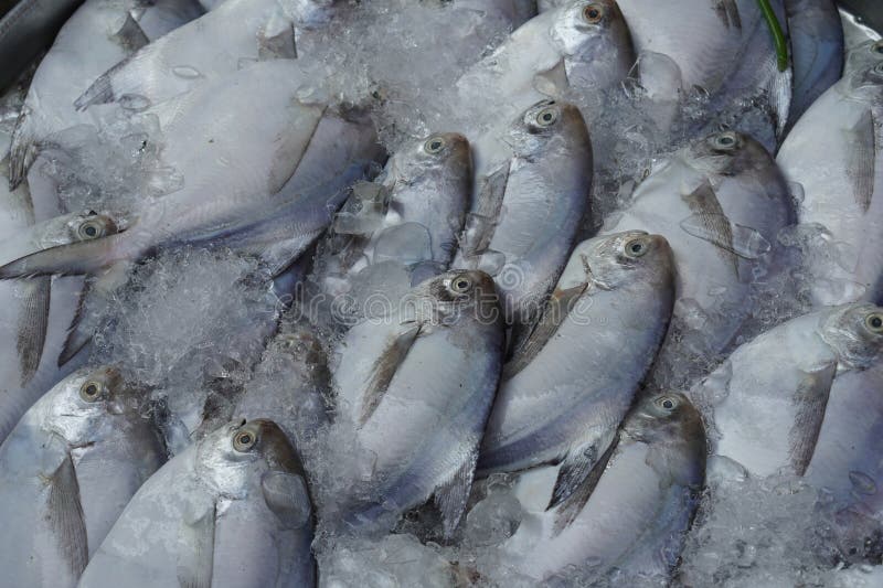 Many Sea Fish Placed in Ice, Stacked on Top of Each Other, Nature, Ice ...