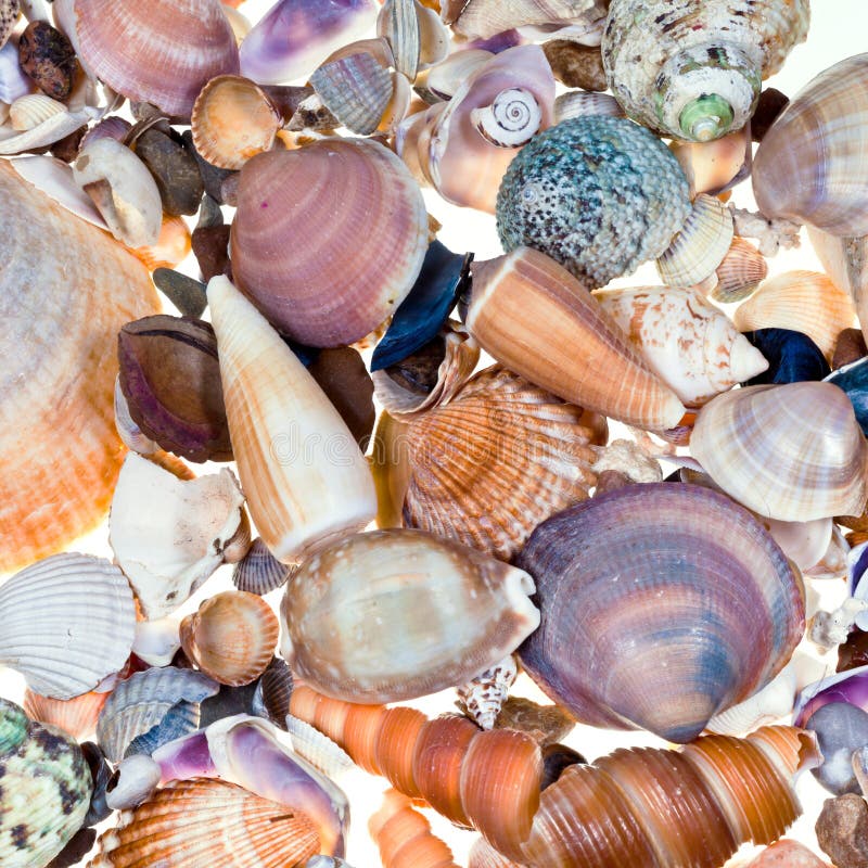 Many sea shells stock photo. Image of coast, exotic, shell - 28408078