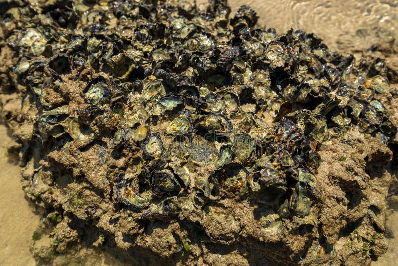 Many Sea Shells Attached To the Rocks on the Beach Stock Photo - Image ...