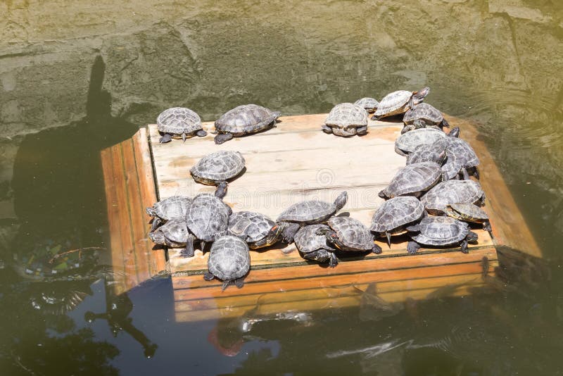 Many Sea Turtle without a Shell Basks in the Sun Stock Photo - Image of ...