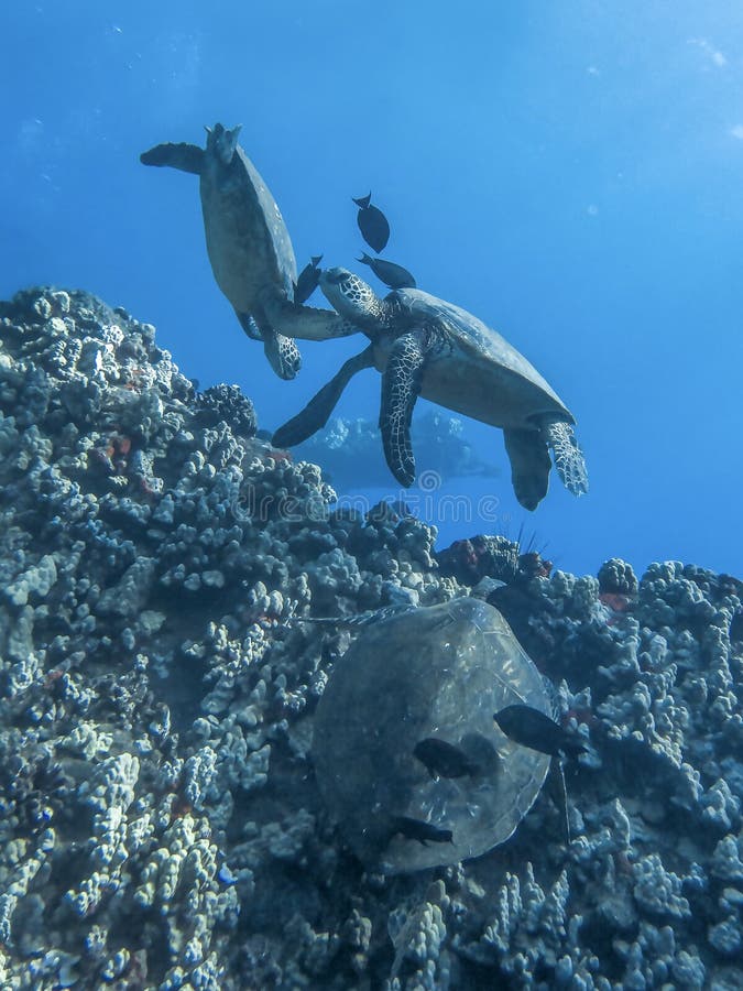 Many Sea Turtles with Fish Over Reef in Ocean Water Stock Image - Image ...