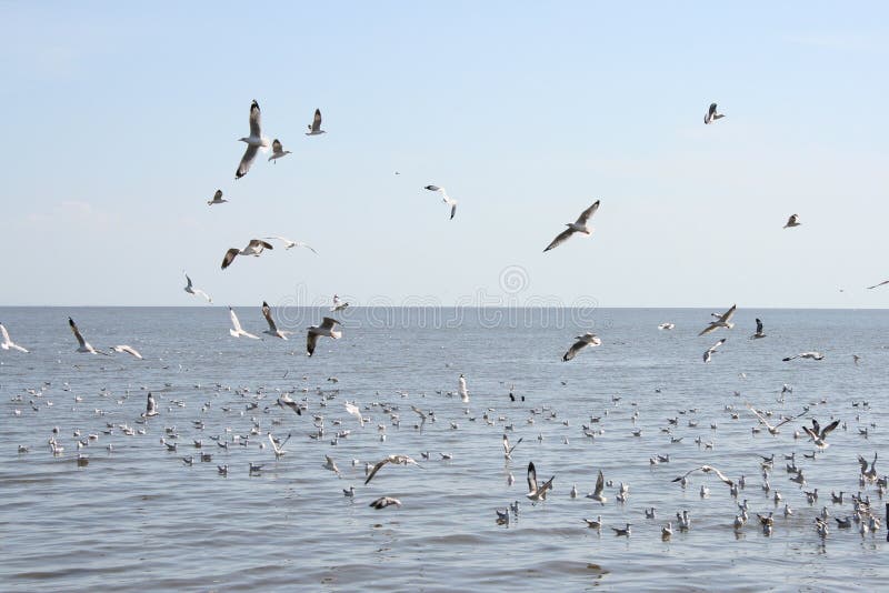 Many Seagull Flying among on the Sky - Black and White Tone Stock Photo ...