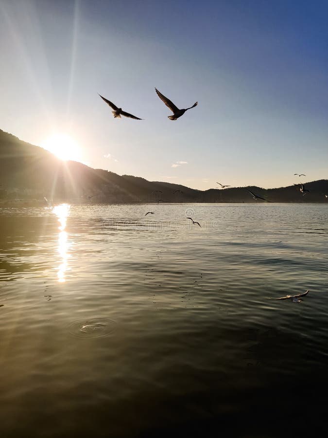 Many Seagulls and Ducks Fly Over the Sea, Catching Fish Stock Photo ...
