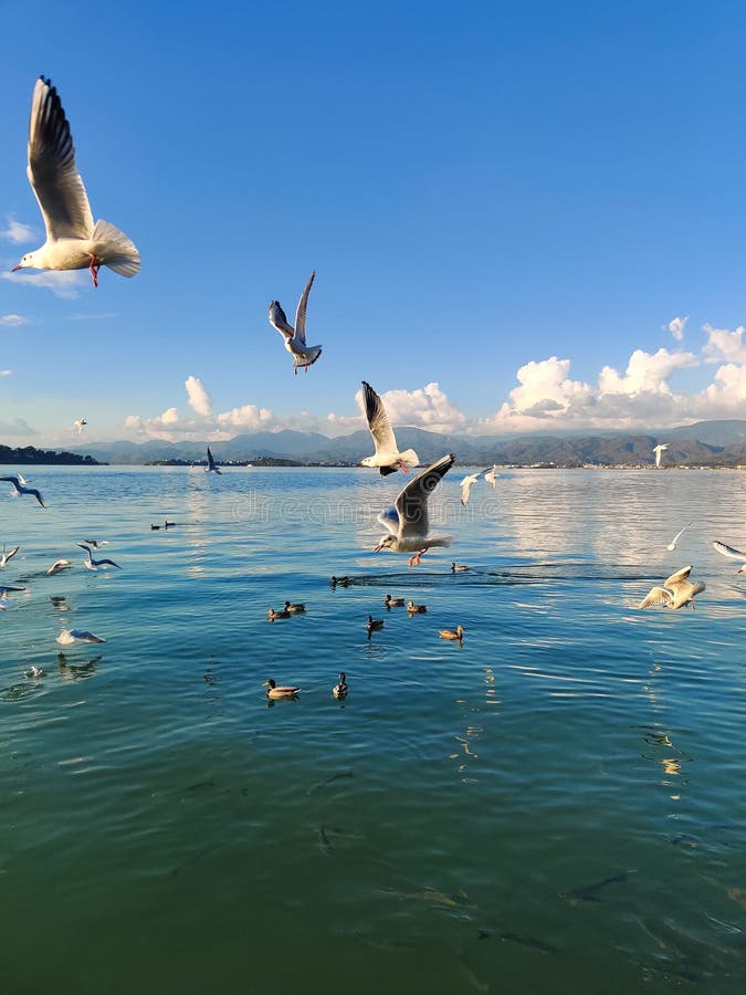 Many Seagulls and Ducks Fly Over the Sea, Catching Fish Stock Photo ...