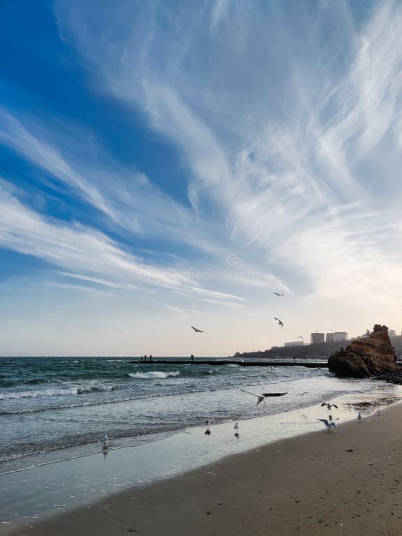 Many Seagulls Fly on the Sea Coast Stock Image - Image of beach, coast ...
