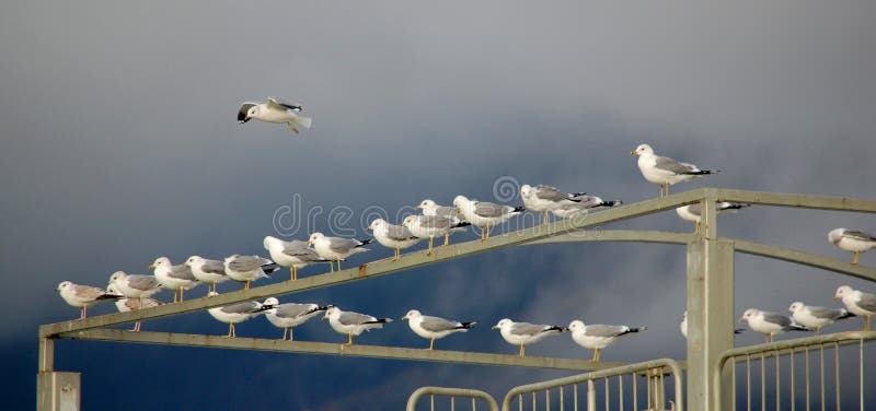 Many seagulls flying stock image. Image of decorative - 67289487