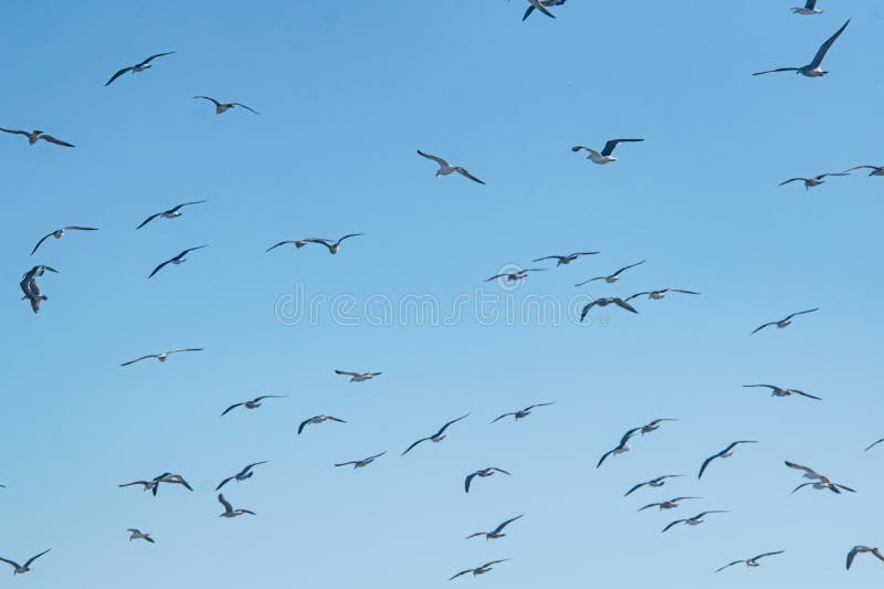 Many Seagulls Flying in the Sky Stock Image - Image of wing, blue ...