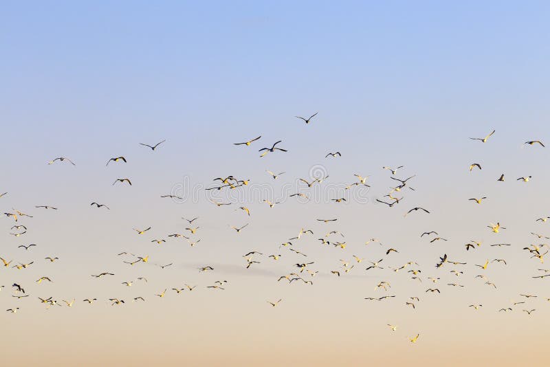 Many Seagulls High in the Sky Stock Image - Image of europe, bird ...