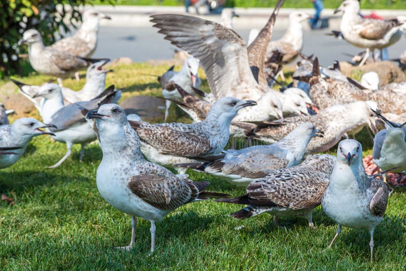 Many seagulls stock image. Image of city, seagull, beautiful - 103217201