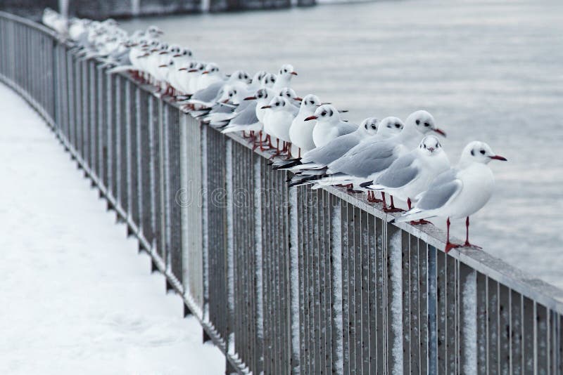 Many Seagulls stock image. Image of family, surf, gulls - 53855