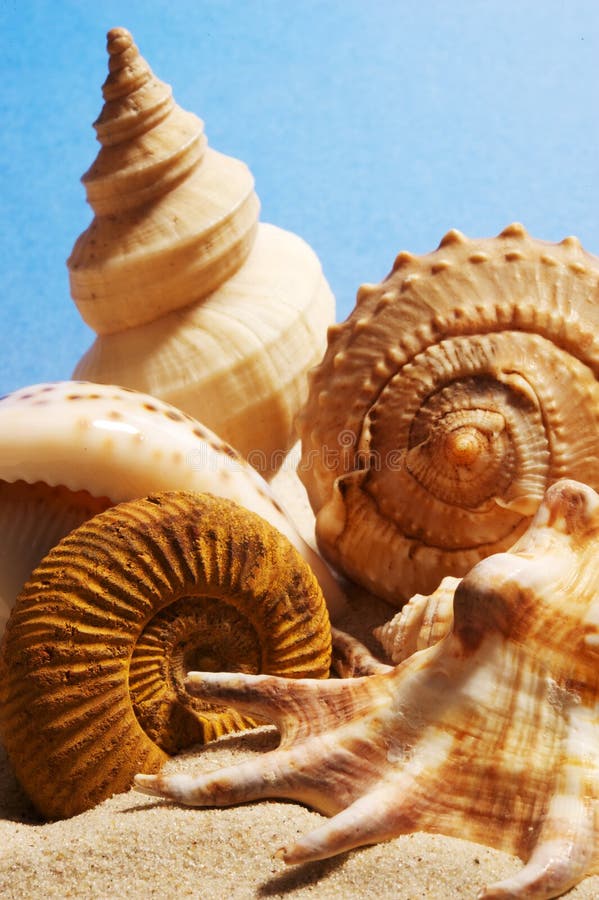 Swirling Sea Shells Pattern Stock Illustration - Illustration of masks ...