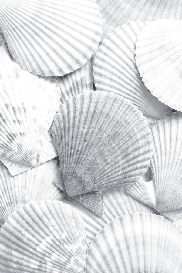 Many Seashells As Background, Top View. Black and White Effect Stock ...