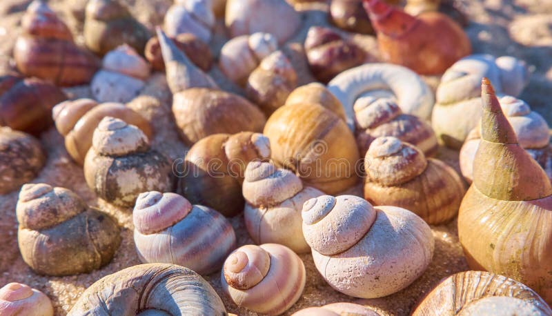 Many Seashells. Shells Pile Stock Image - Image of design, backdrop ...