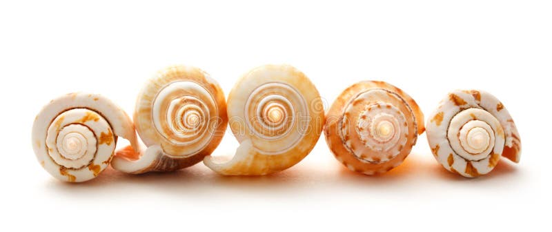 Many Seashells on White Background Stock Image - Image of scallop ...