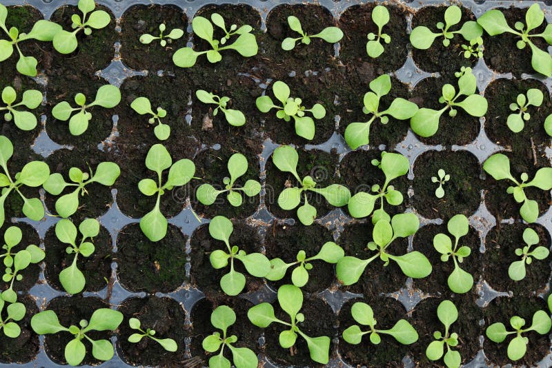 Many Seedlings Growing in Cultivation Tray. Growing Plants in Early ...