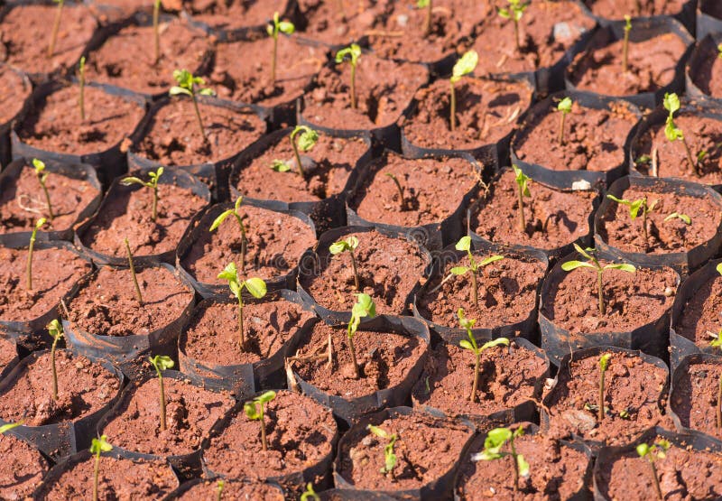 Many seedlings stock image. Image of sector, small, gardening - 64870837