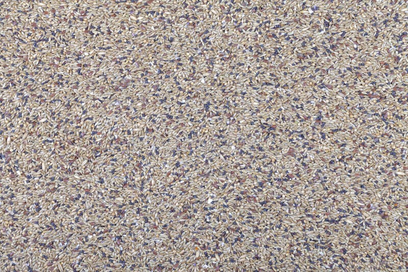 Many Seeds of Different Varieties Mixed Stock Photo - Image of seed ...