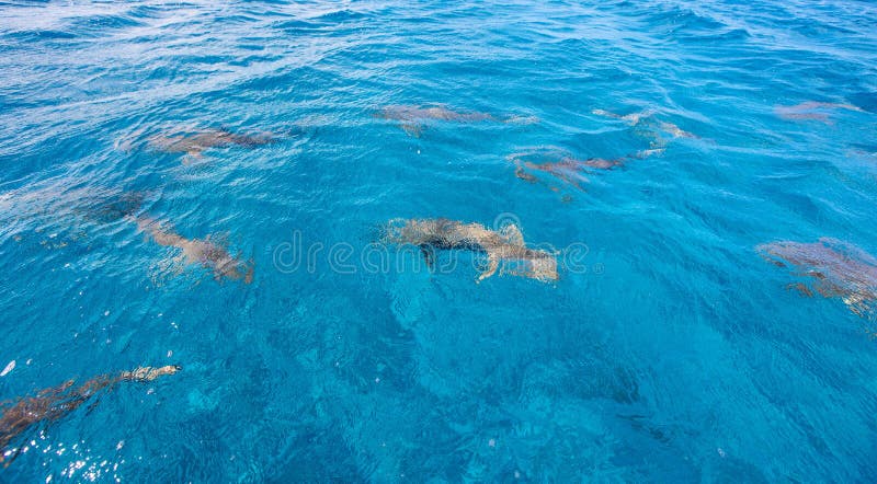 Many Sharks Swim Under the Surface of Blue Ocean Water Stock Image ...