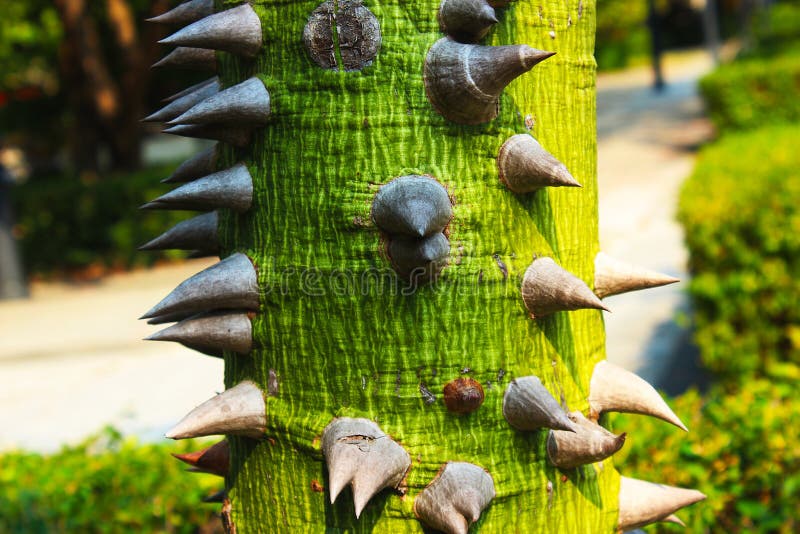 7,193 Spiked Sharp Thorn Stock Photos - Free & Royalty-Free Stock ...