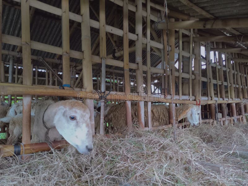 Many Sheep Eat the Grass in the Morning Stock Image - Image of pasture ...