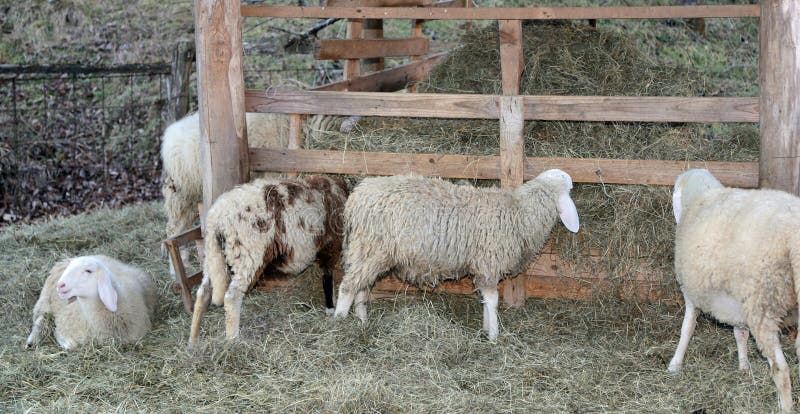 Many Sheep Eating Hay in a Manger Stock Photo - Image of flocks, haymow ...