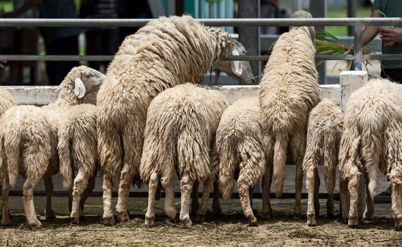 Many sheep in the farm. stock image. Image of farming - 119091521