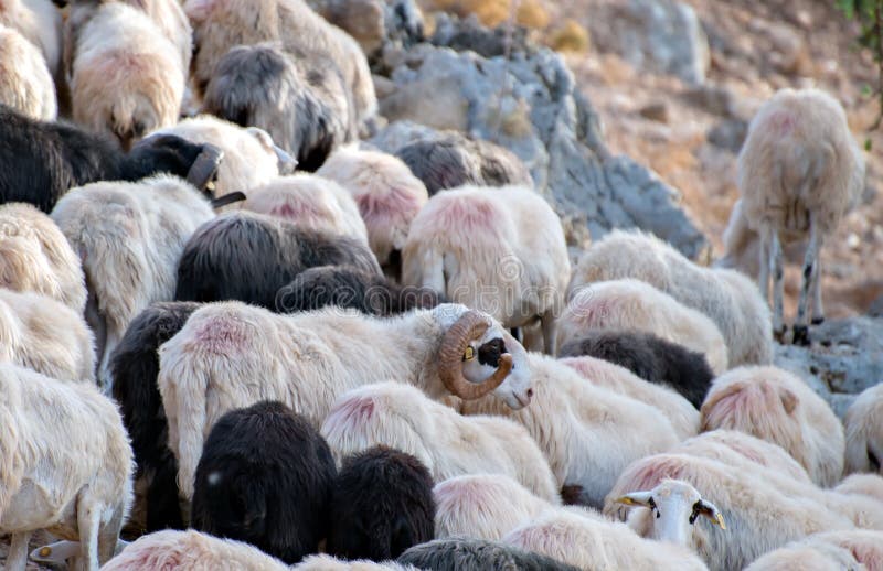 Many sheep grazing. stock photo. Image of high, nature - 61608818